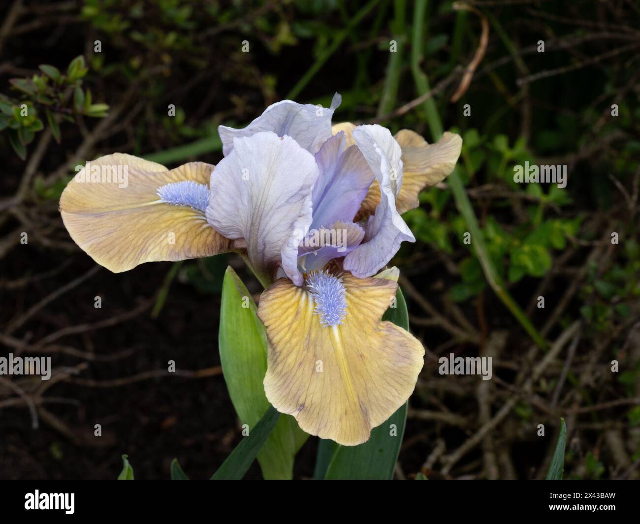 Gold iris flower hi-res stock photography and images - Alamy