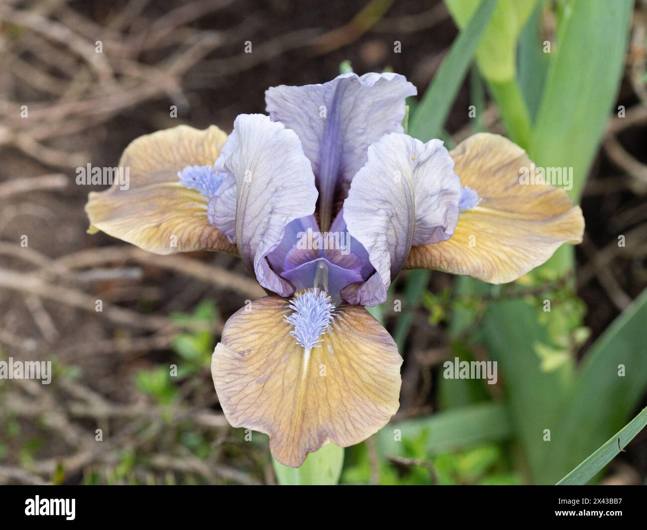 A close up of a single flower of the rusty gold and blue miniature Iris ...