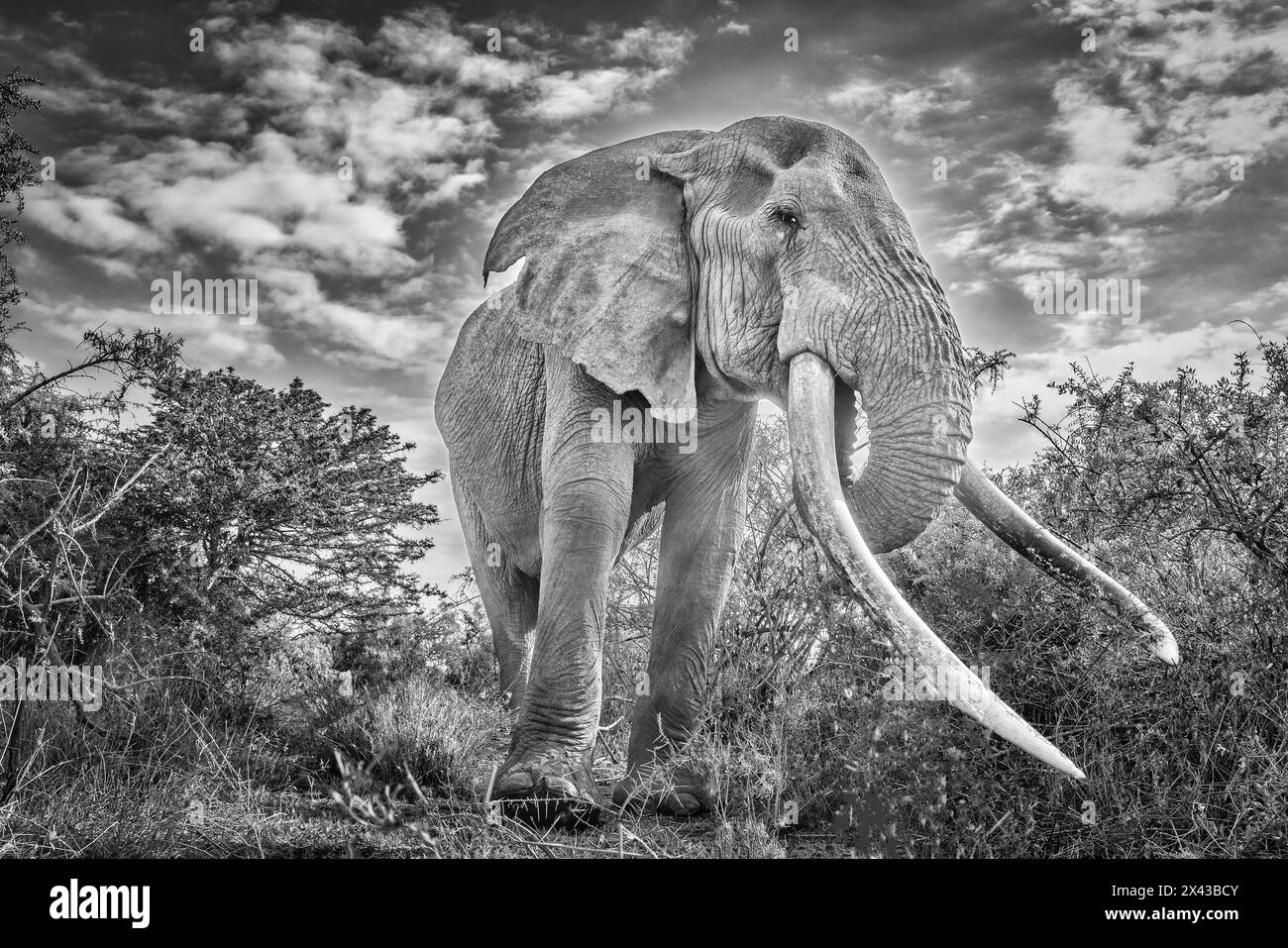 Craig the Elephant, largest Amboseli elephant, Amboseli National Park ...