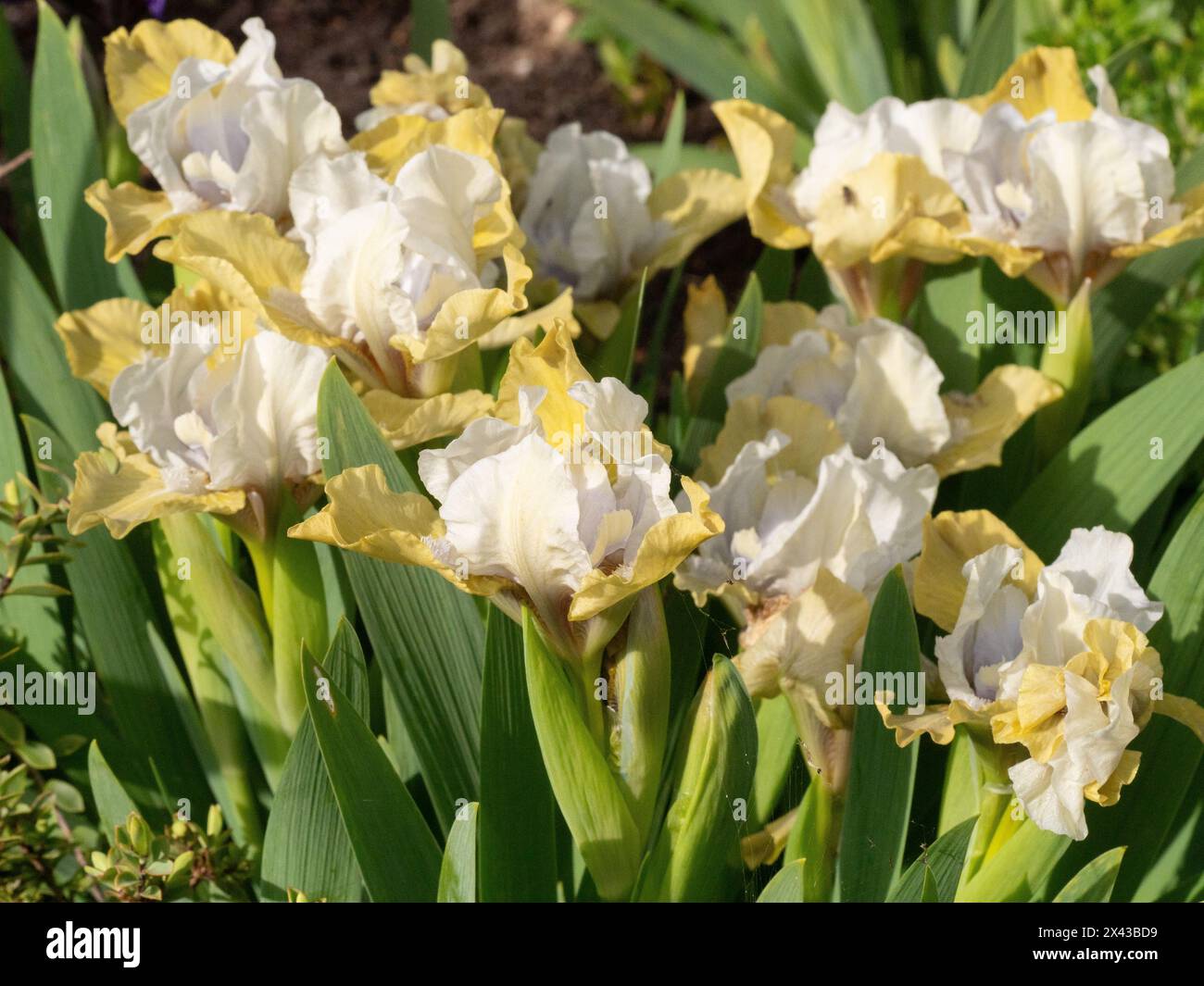 The white and dusky yellow flowers of the dwarf Iris 'Mrs Nate Taylor ...