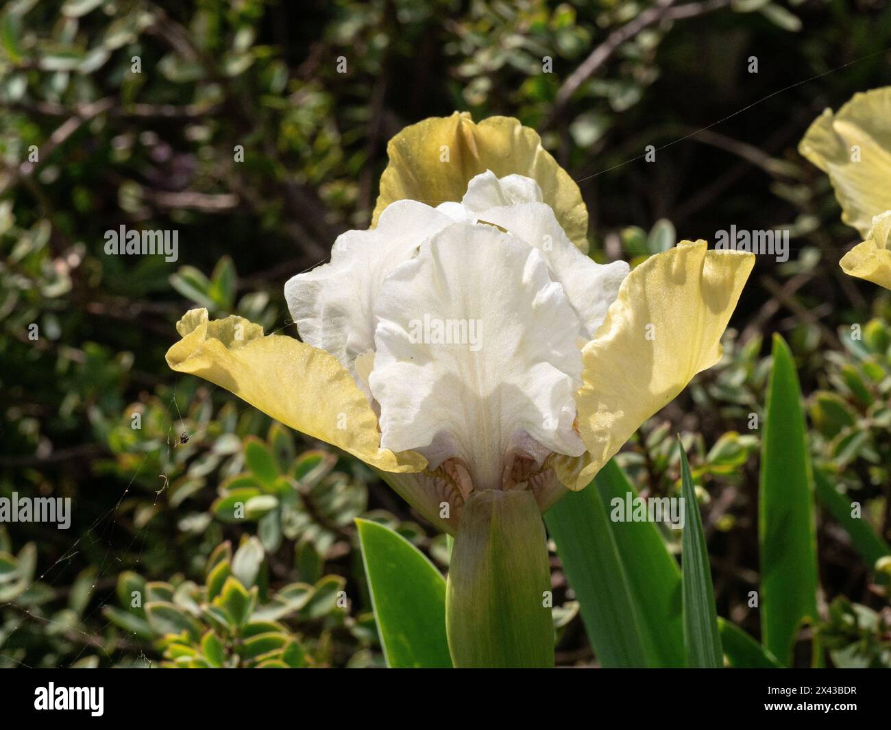 The white and dusky yellow flowers of the dwarf Iris 'Mrs Nate Taylor ...