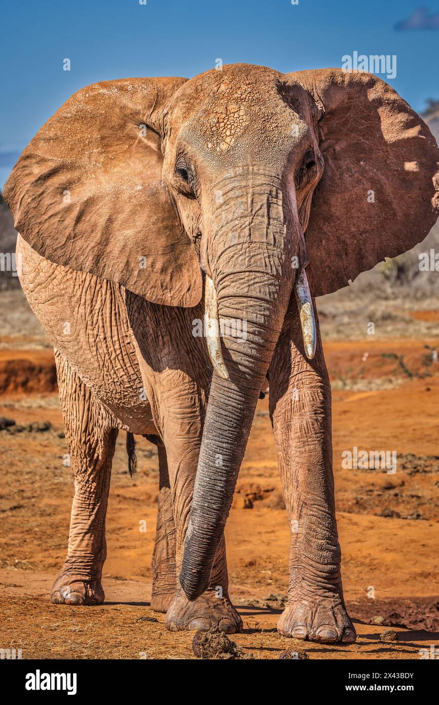 Elephant west hi-res stock photography and images - Alamy