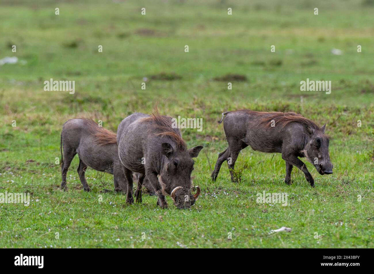 A group of warthogs, Phacochoerus aethiopicus, foraging. Masai Mara ...