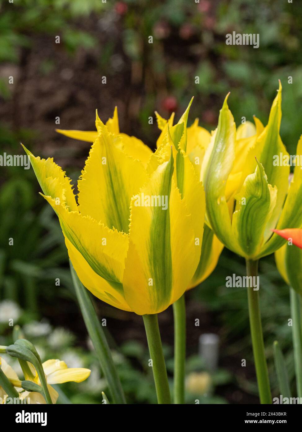 Yellow flashed green tulip hi-res stock photography and images - Alamy