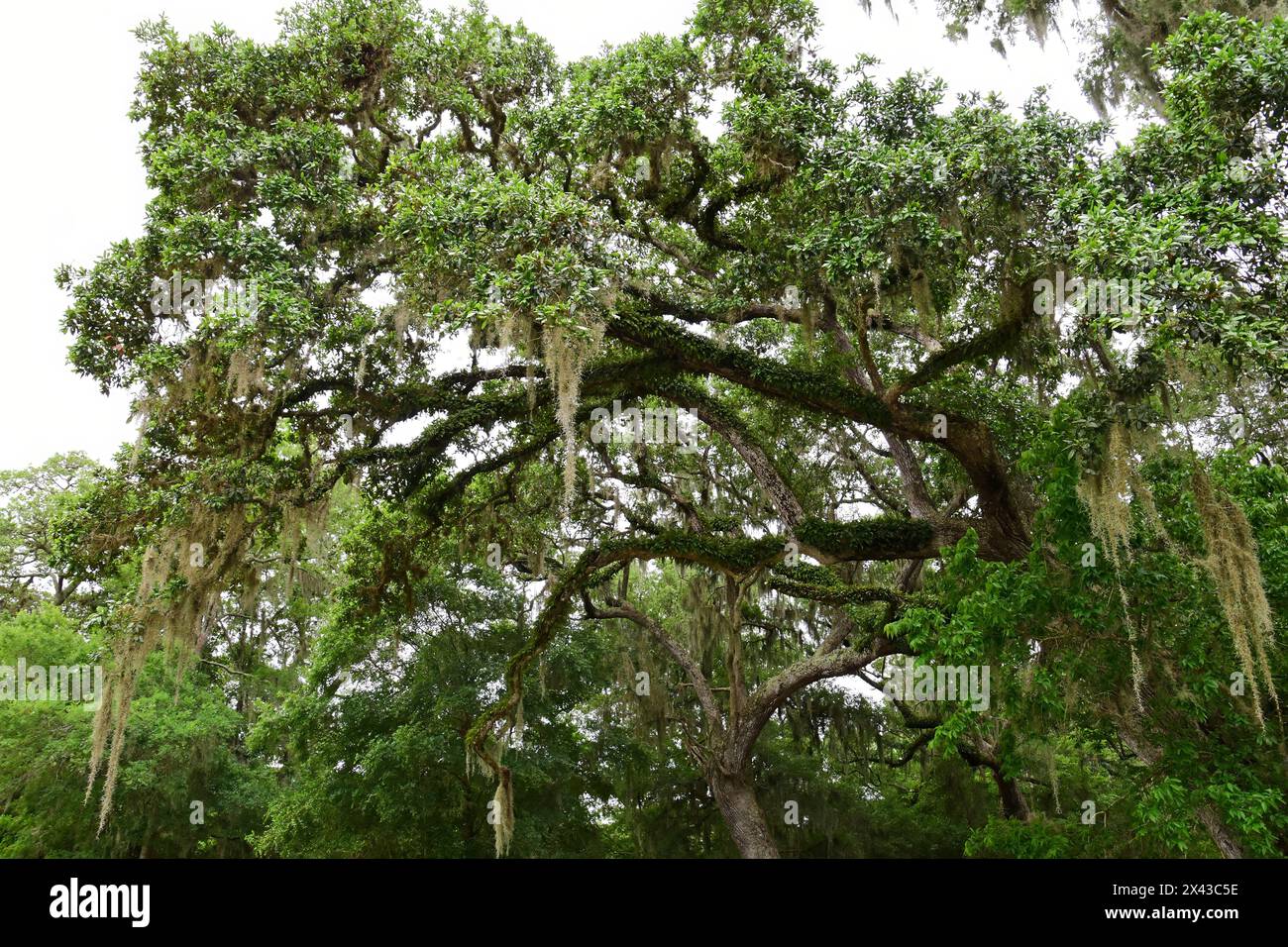 eerie-looklng spanish moss hanging from a southern live oak tree in the ...