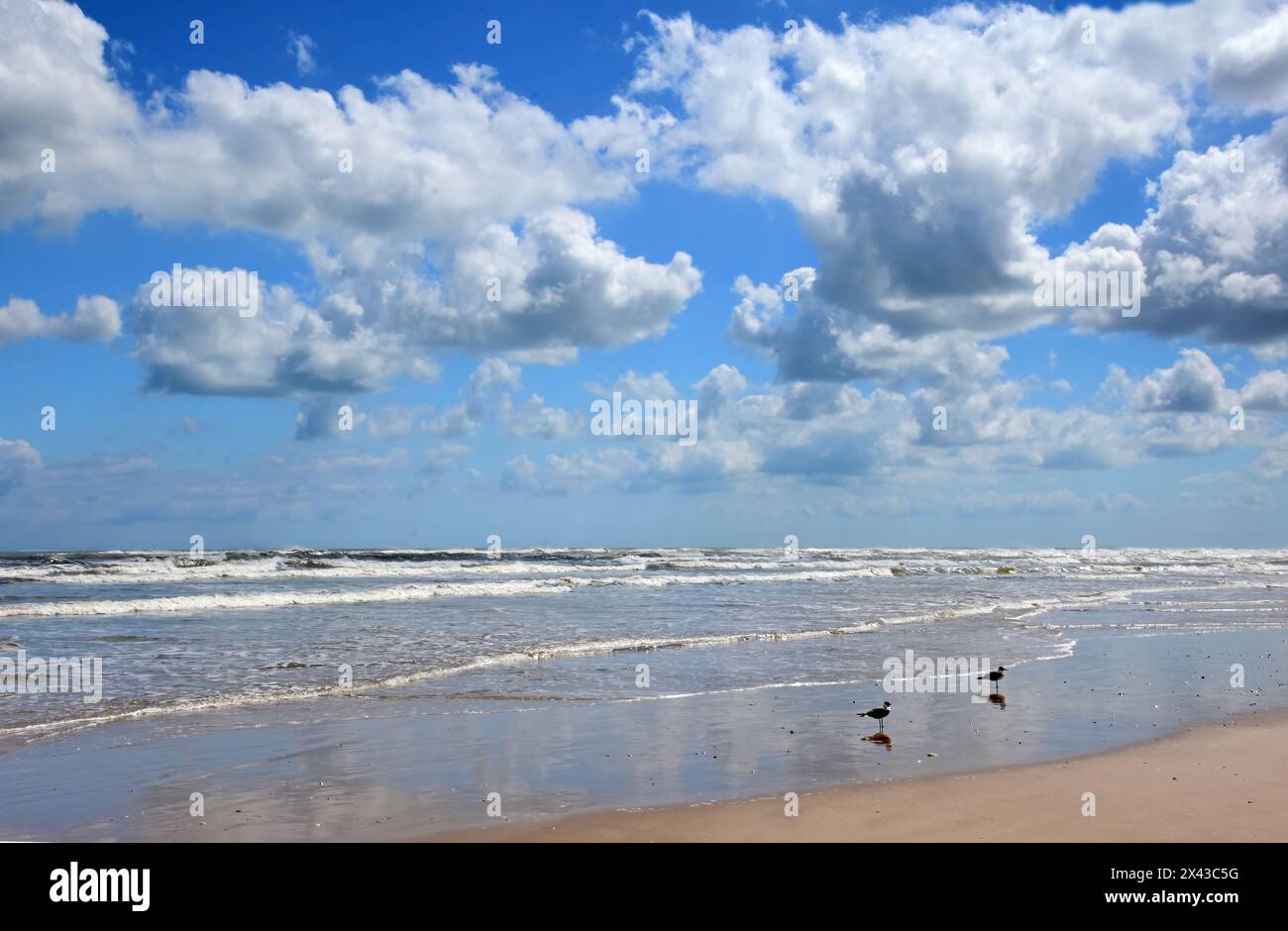 pretty freeport beach, waves, and laughing gulls on a sunny spring day ...