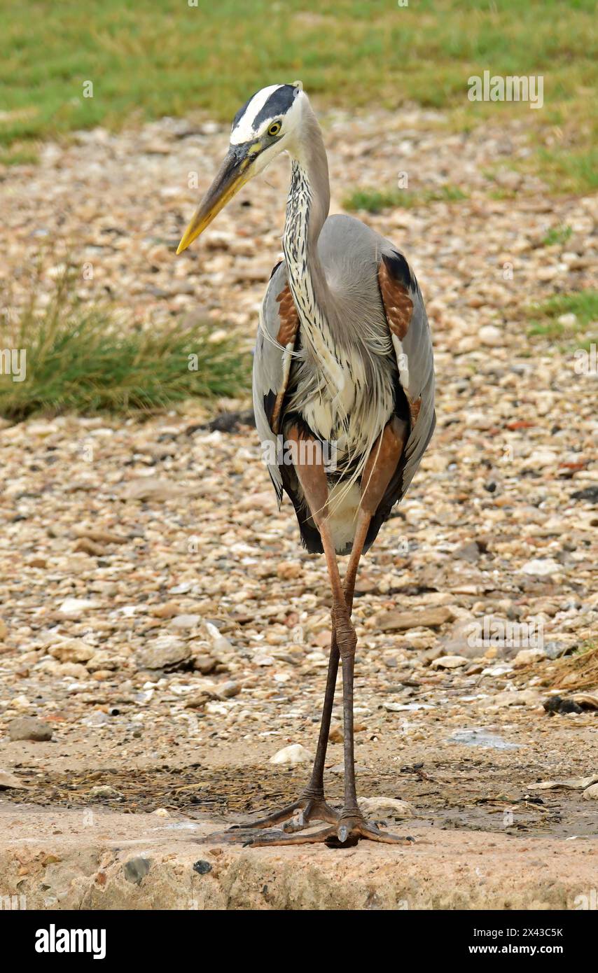 a great blue heron in spring, standing along the marsh near the ...