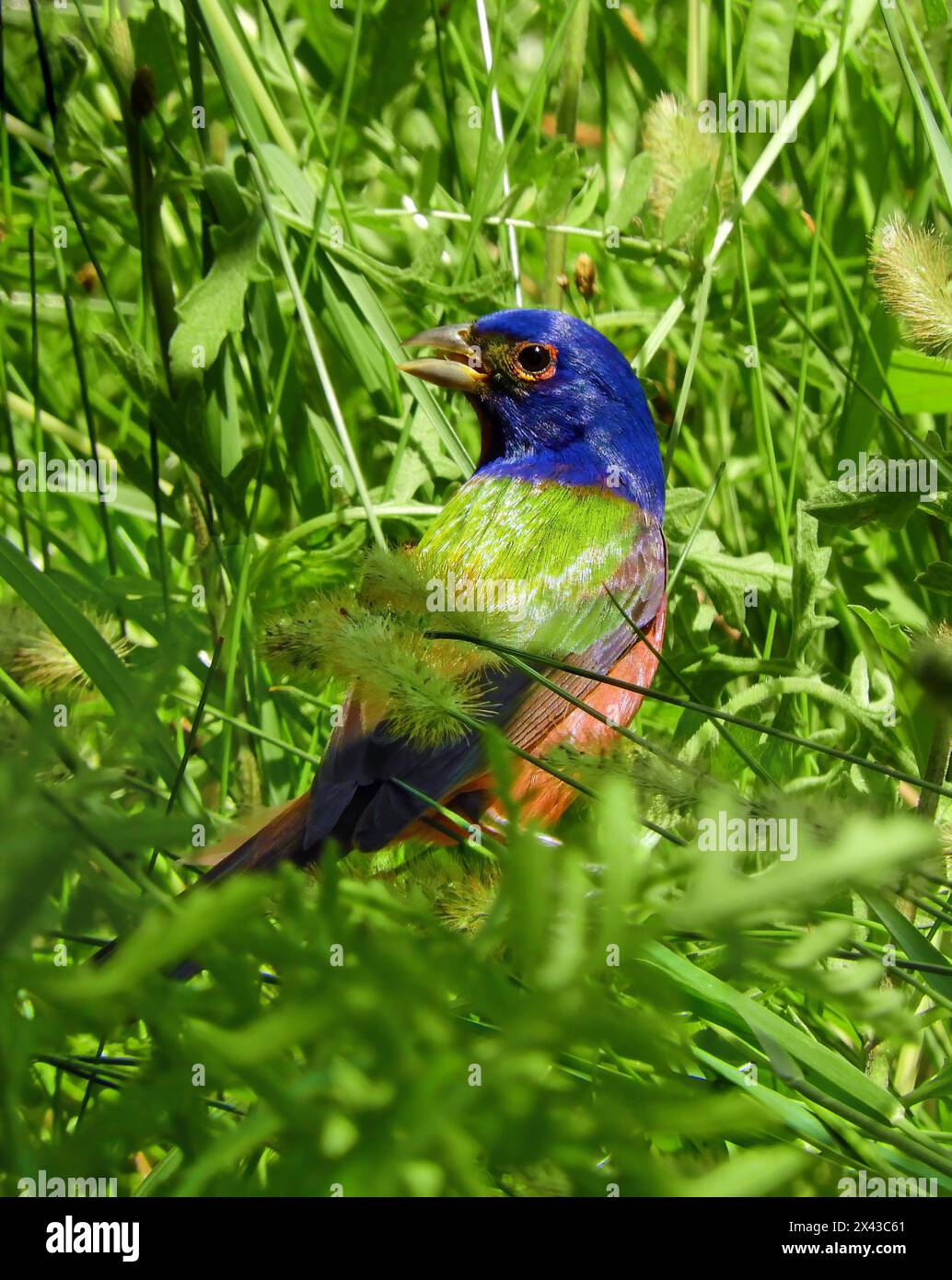 Quintana neotropical bird sanctuary hi-res stock photography and images ...