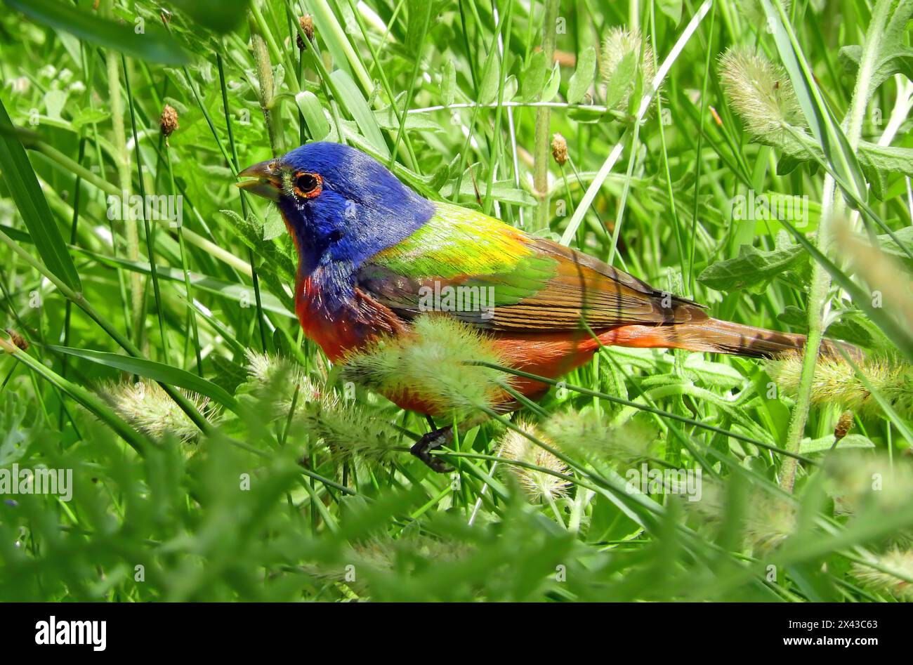 colorful male painted bunting perched in a shrubs at quintana ...