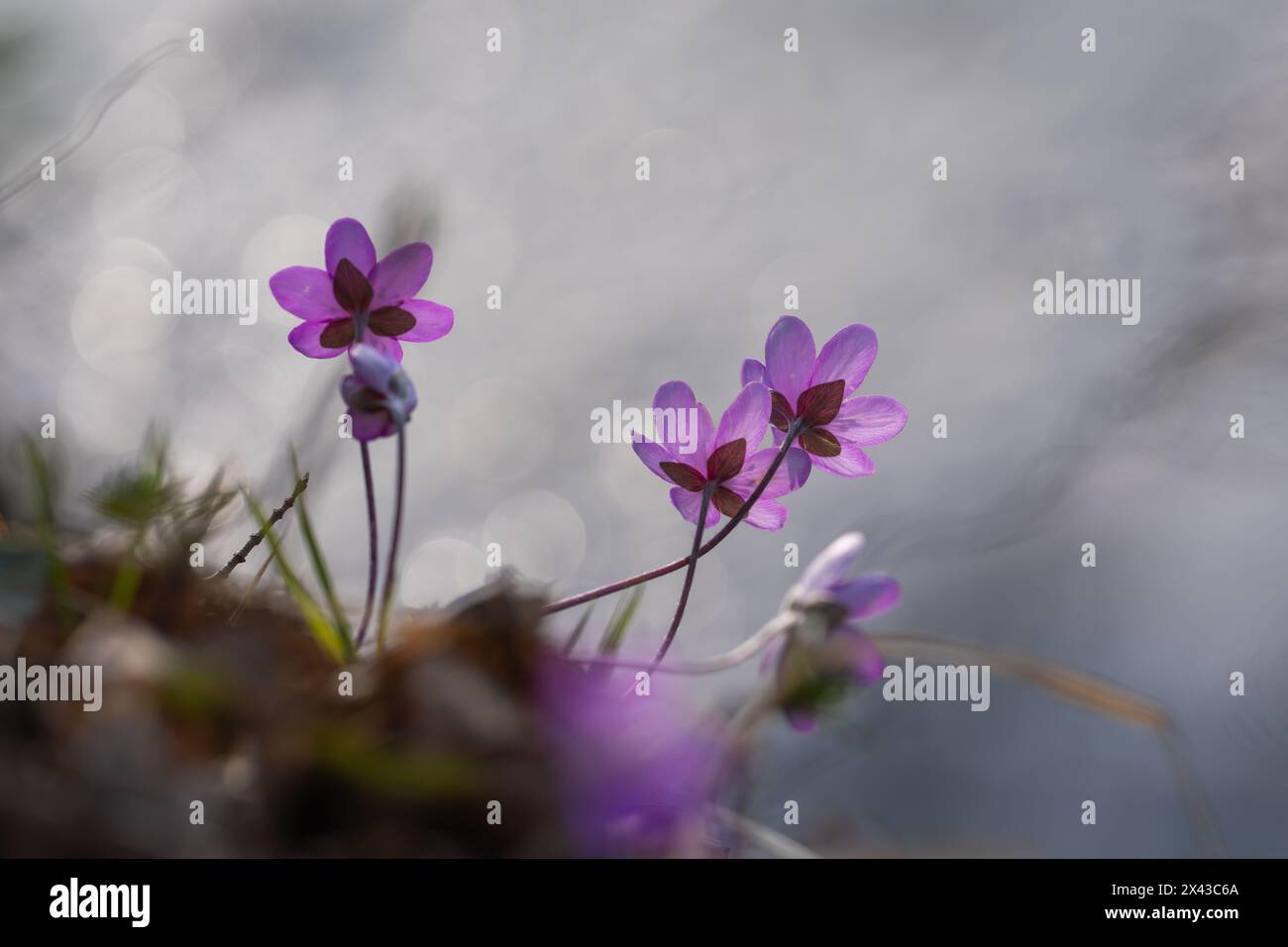 Pink Anemone hepatica (Hepatica nobilis) common hepatica, liverleaf ...