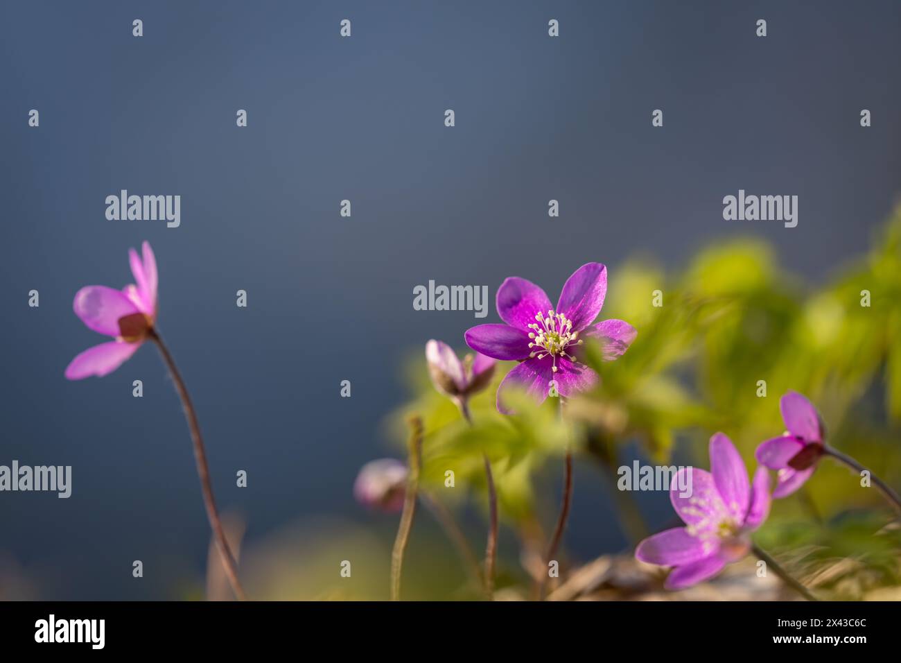Pink Anemone hepatica (Hepatica nobilis) common hepatica, liverleaf ...