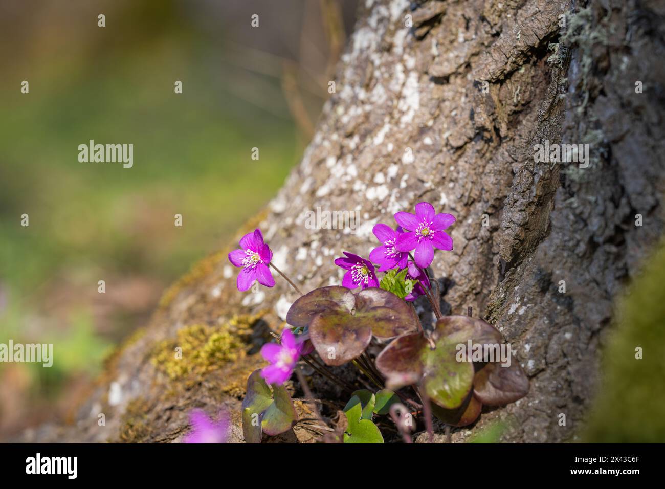 Pink Anemone hepatica (Hepatica nobilis) common hepatica, liverleaf ...