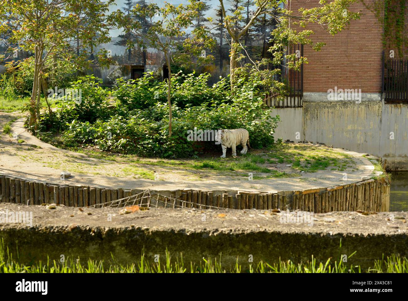 White Bengal Tiger Panthera tigris tigris endangered species of cat in ...