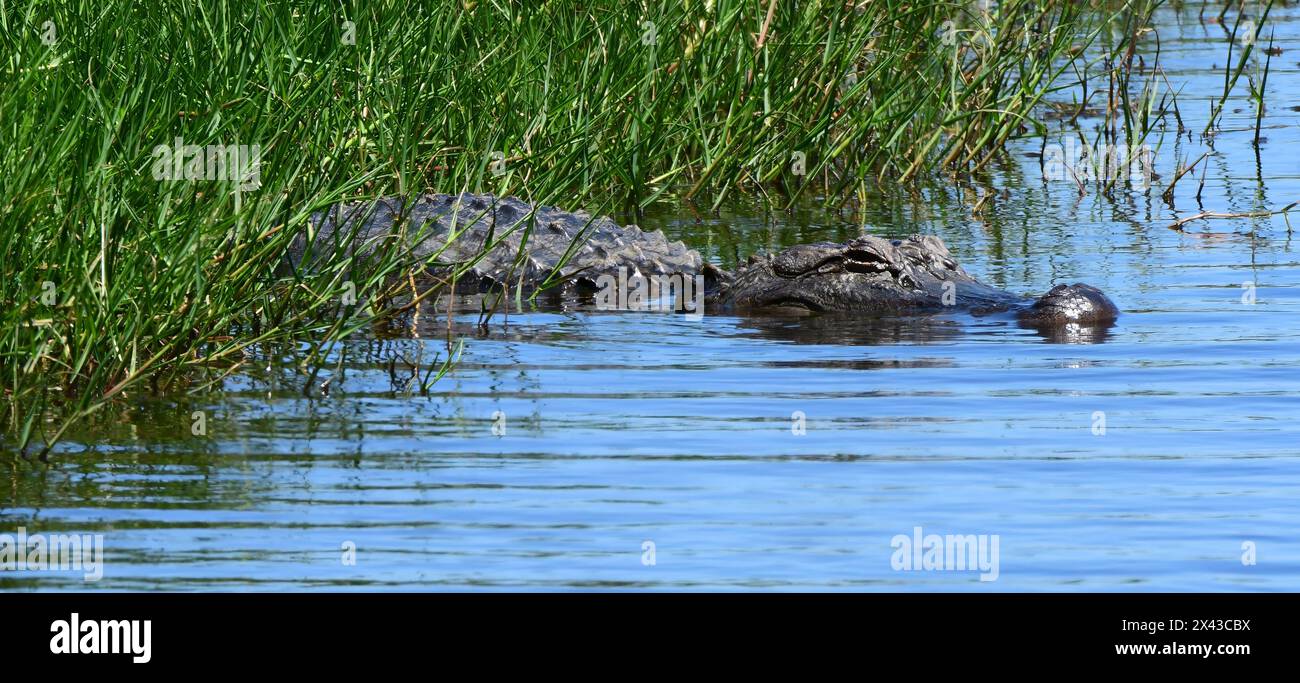 american alligator swimming in the marsh at san bernard national ...