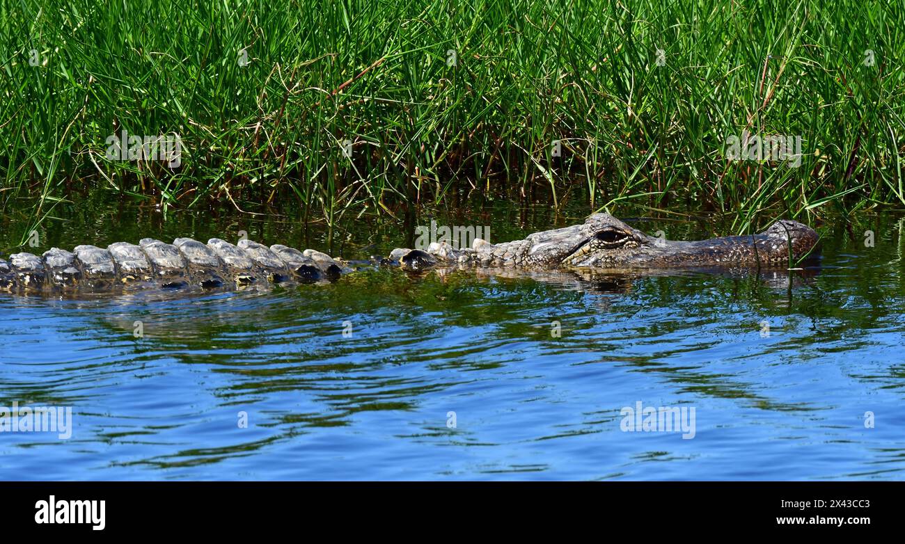 american alligator swimming in the marsh at san bernard national ...