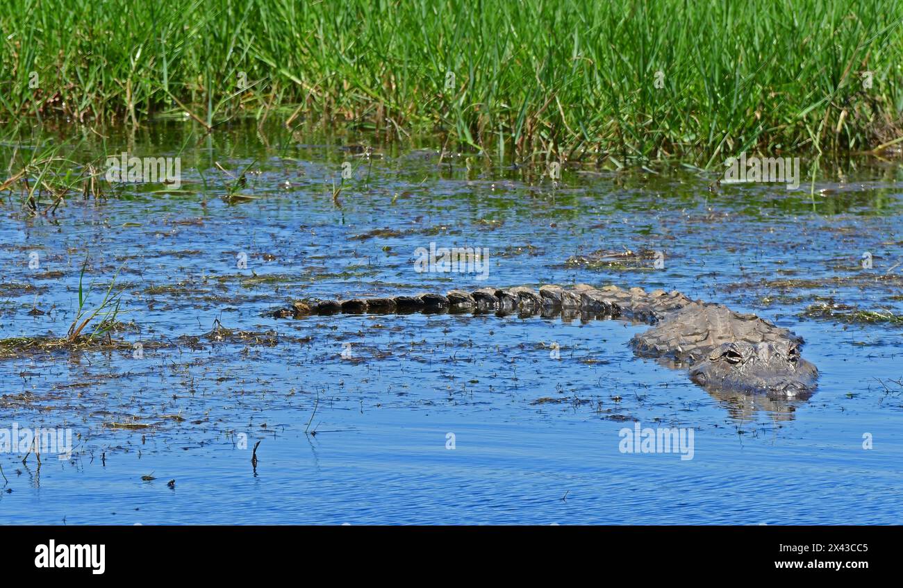 american alligator swimming in the marsh at san bernard national ...
