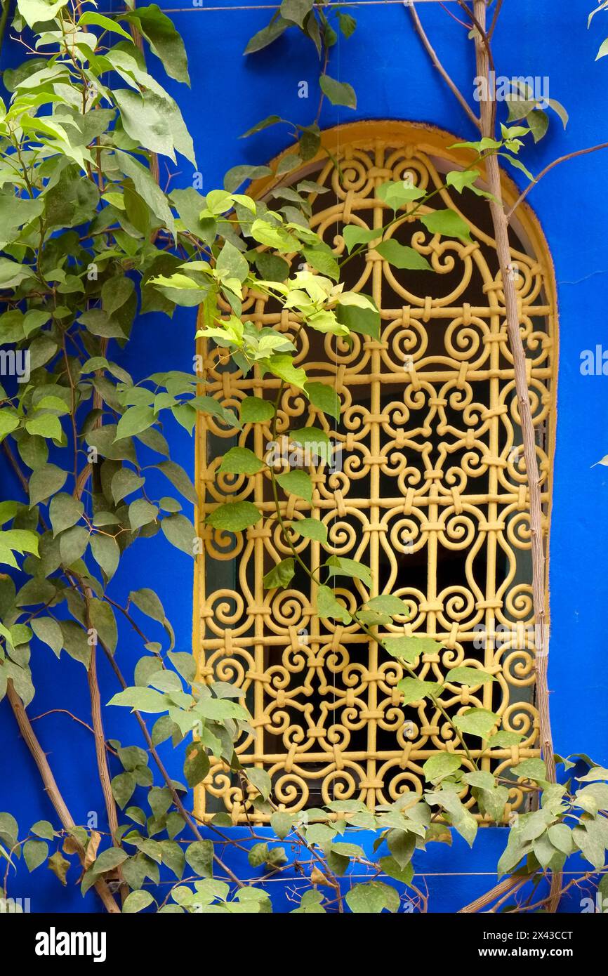 Marrakech, Morocco. Plant life with cobalt blue backdrop Stock Photo ...