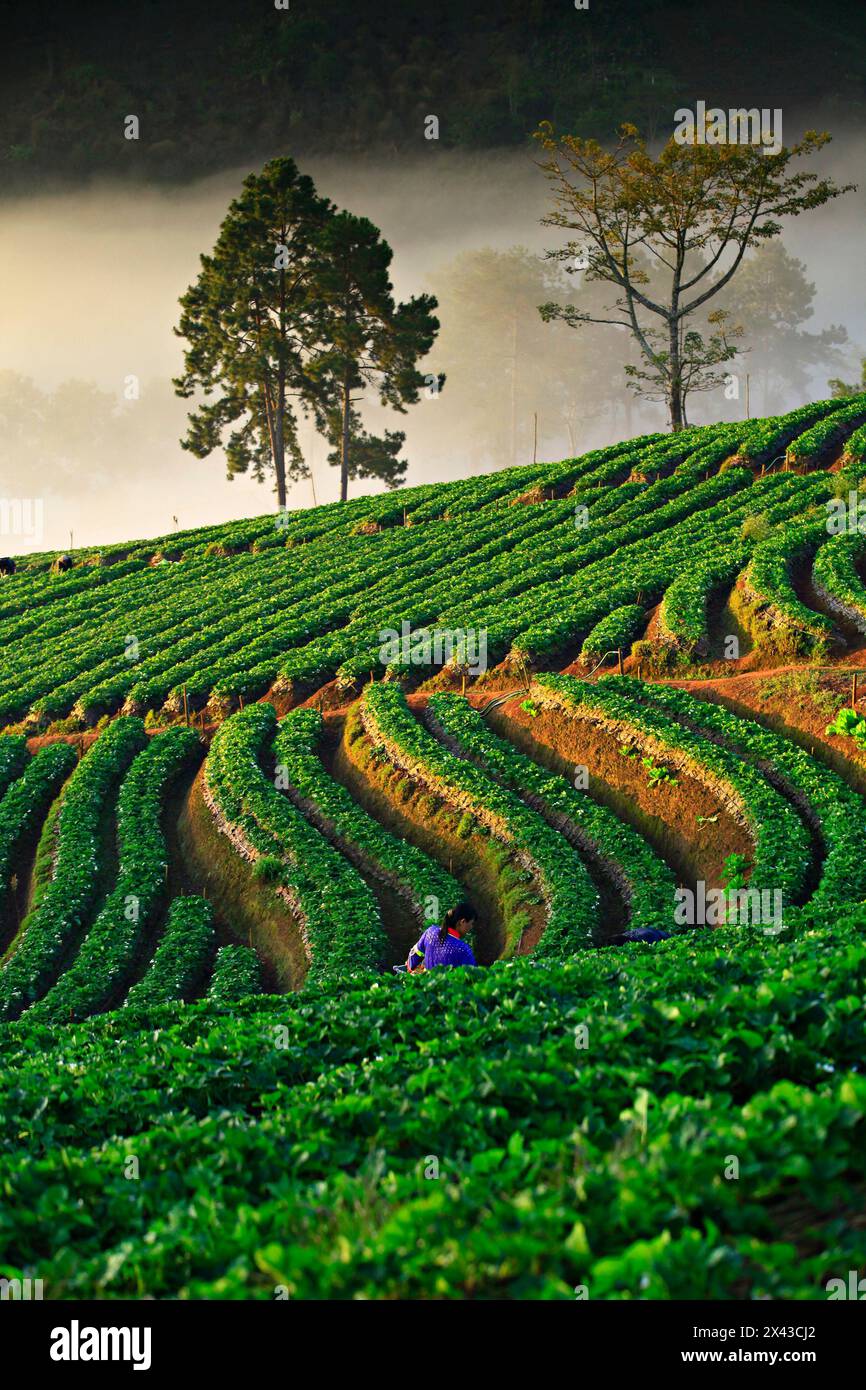 Angkhang royal project hi-res stock photography and images - Alamy