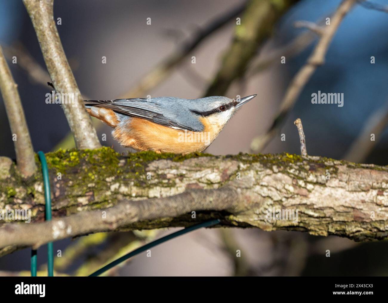Compact songbird with blue-grey back & rusty patch. Expert climber ...