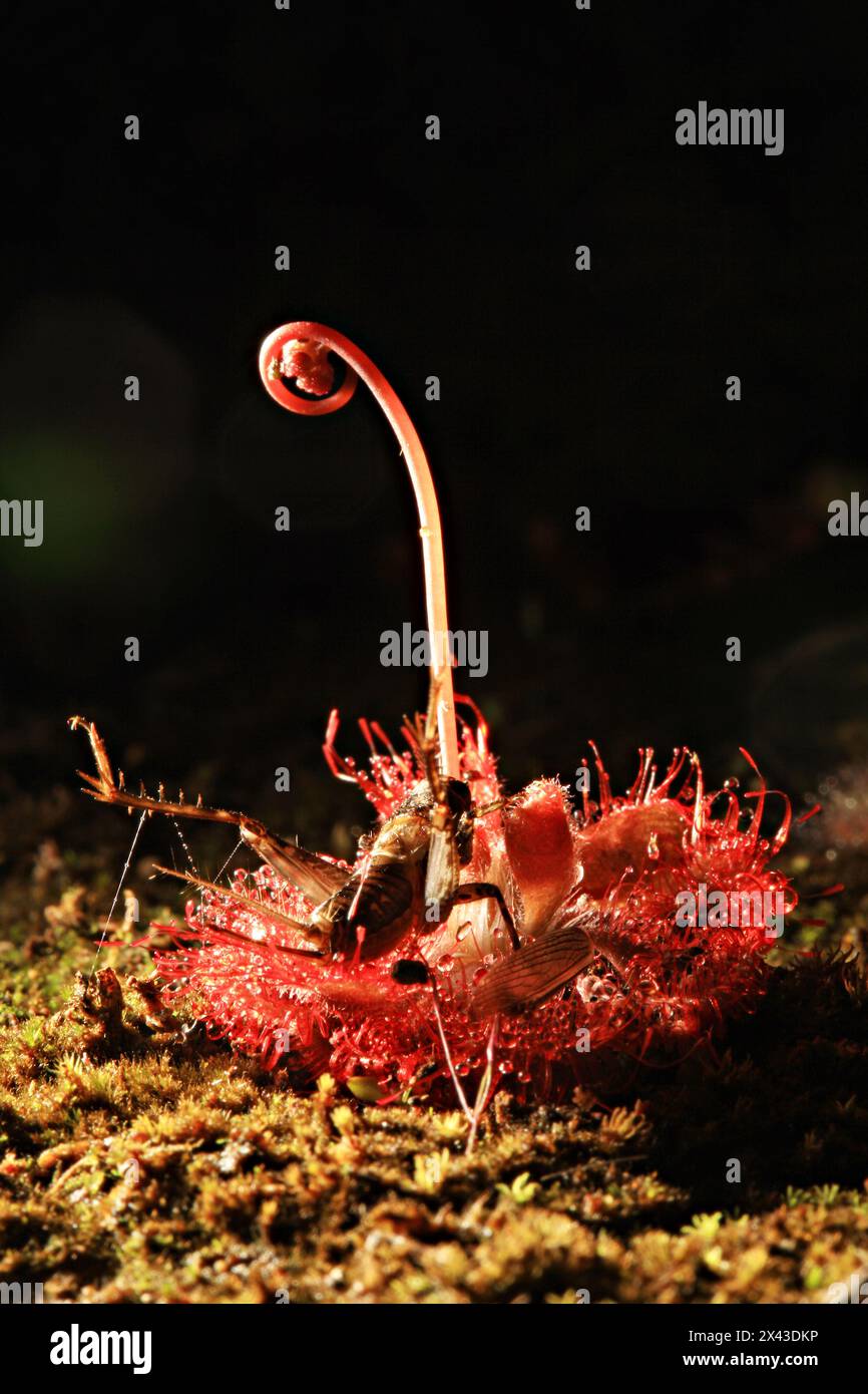 Sundew or Drosera tokaiensis is Carnivorous plant Trap tiny insects are ...