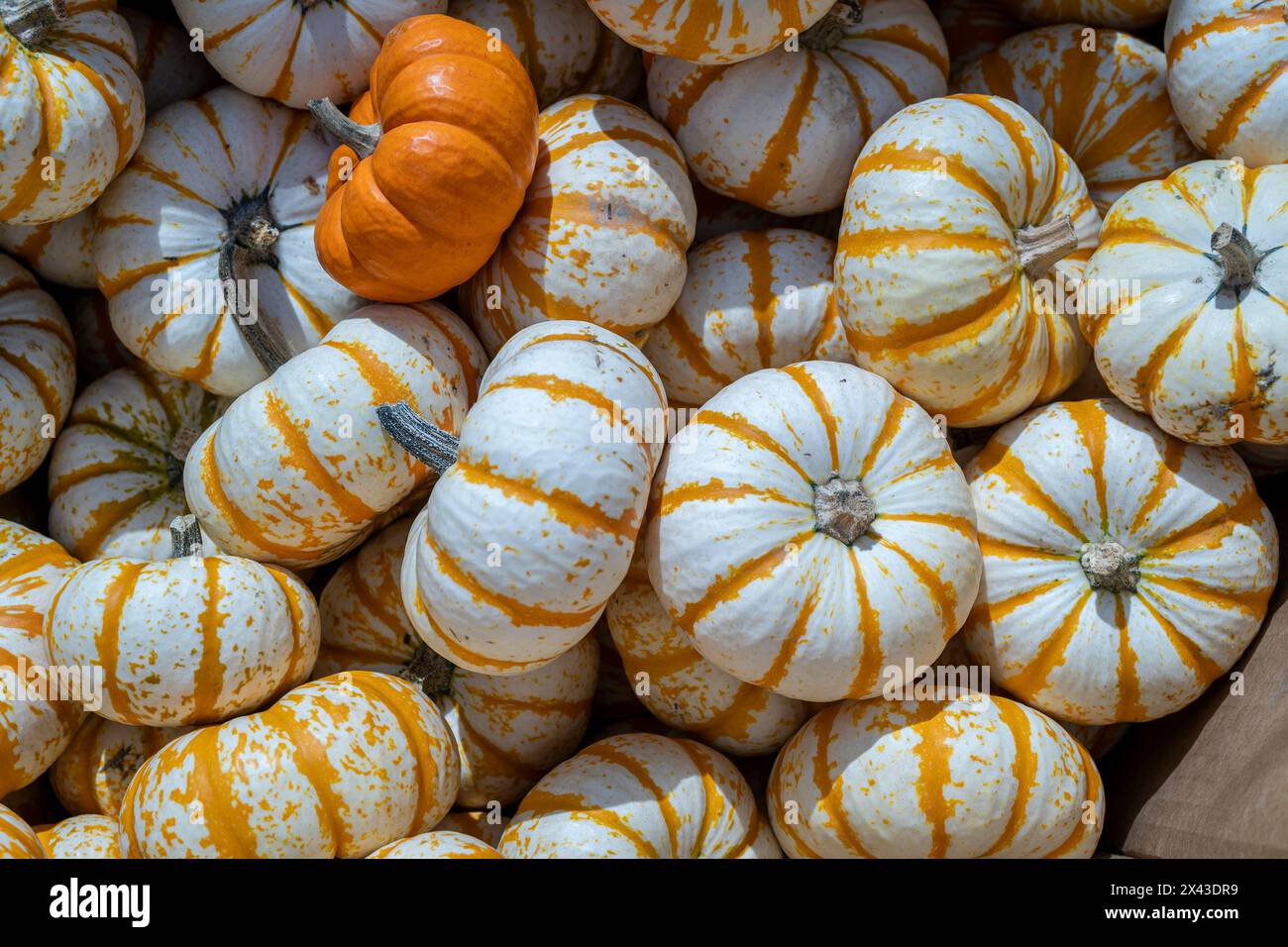 White striped gourds hi-res stock photography and images - Alamy