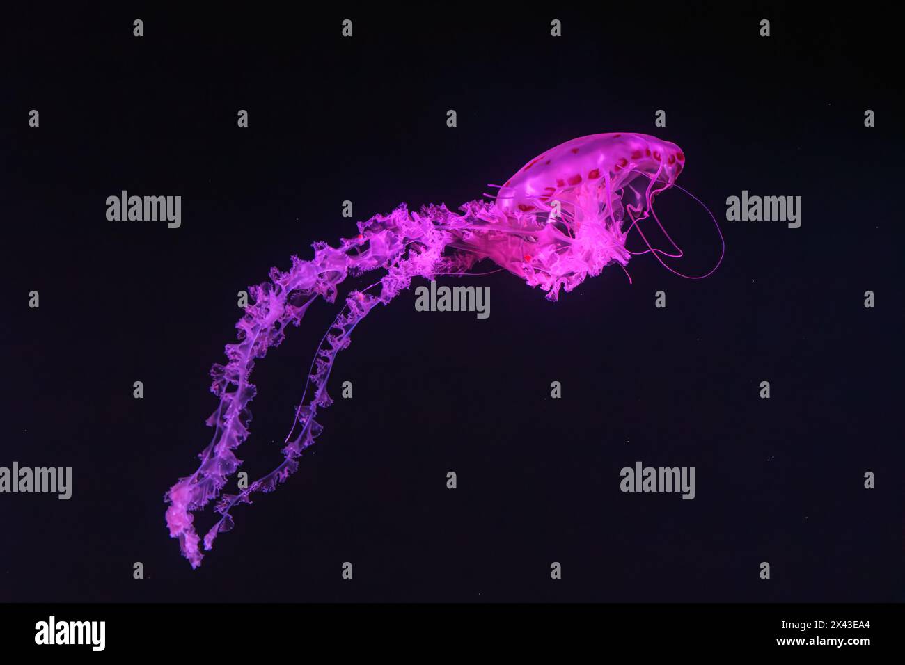 Purple striped Jellyfish, Chrysaora colorata swimming in dark water of ...