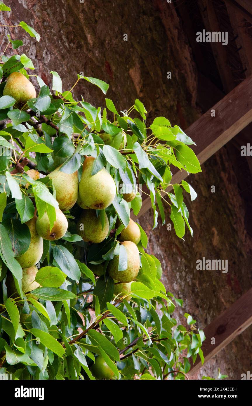 Pears growing on the walls of Compton Castle, a fortified manor house ...