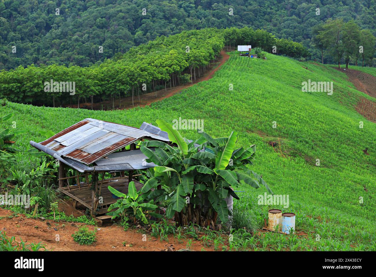 Small hut for hide the sun of the farmers top of a mountain in Thailand ...