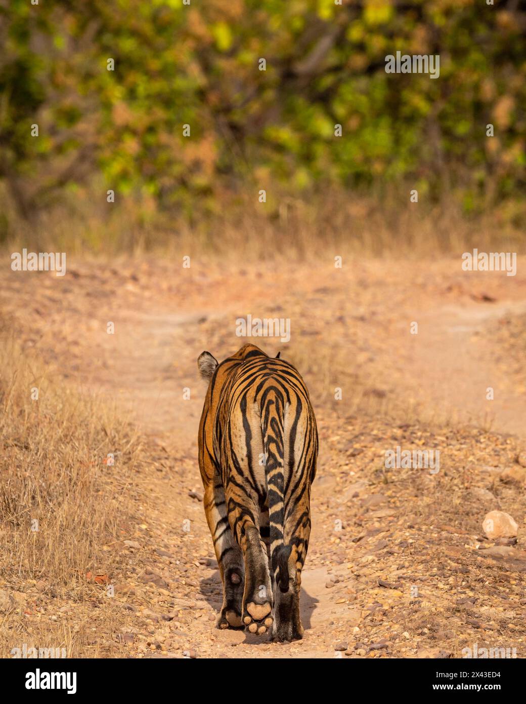 wild female bengal tiger or panthera tigris walking ahead for territory ...