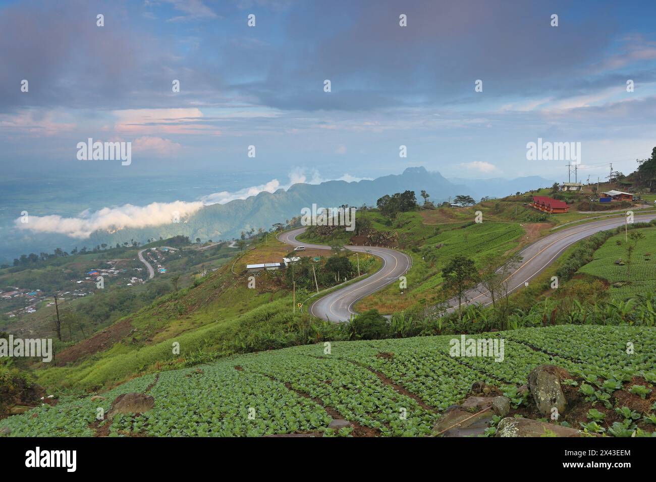 Cabbage planting plot, Phu Thap Buek Mountain (Phu Thap Boek Mountain ...
