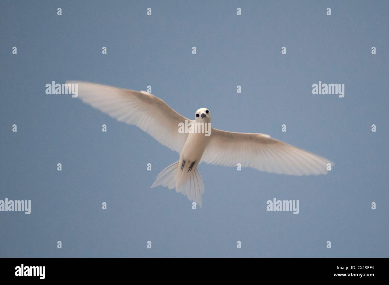 Portrait of a common white or fairy tern, Gygis alba, in flight. Denis ...