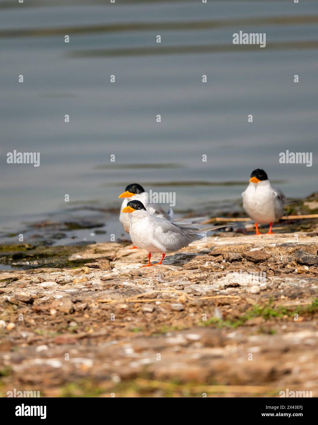 National bird of myanmar hi-res stock photography and images - Alamy