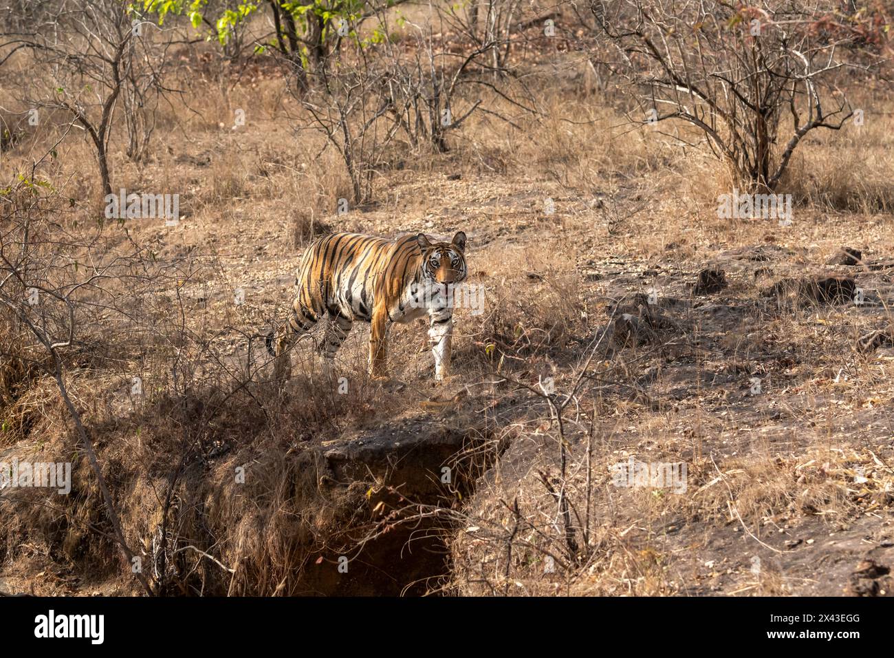 wild female bengal tiger tigress panthera tigris walking or territory ...