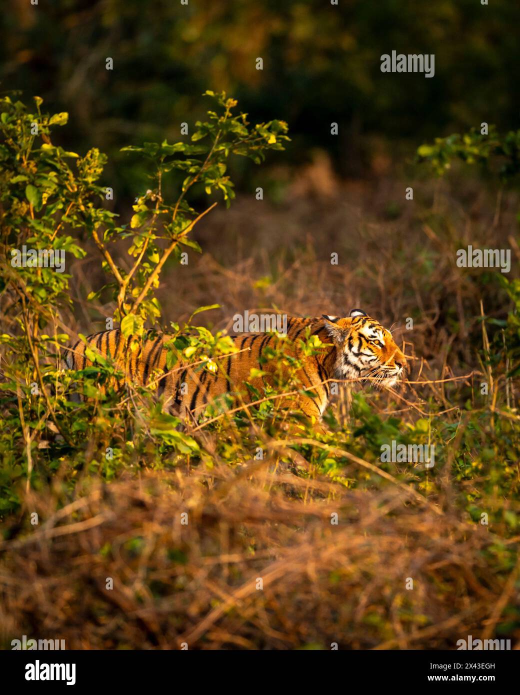 wild male bengal tiger panthera tigris hiding in grass and stalking his ...