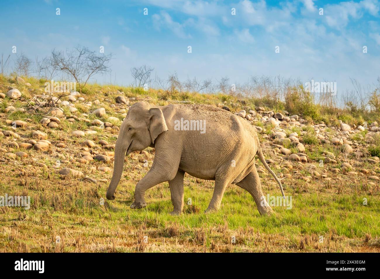wild aggressive asian female elephant Elephas maximus indicus walking ...