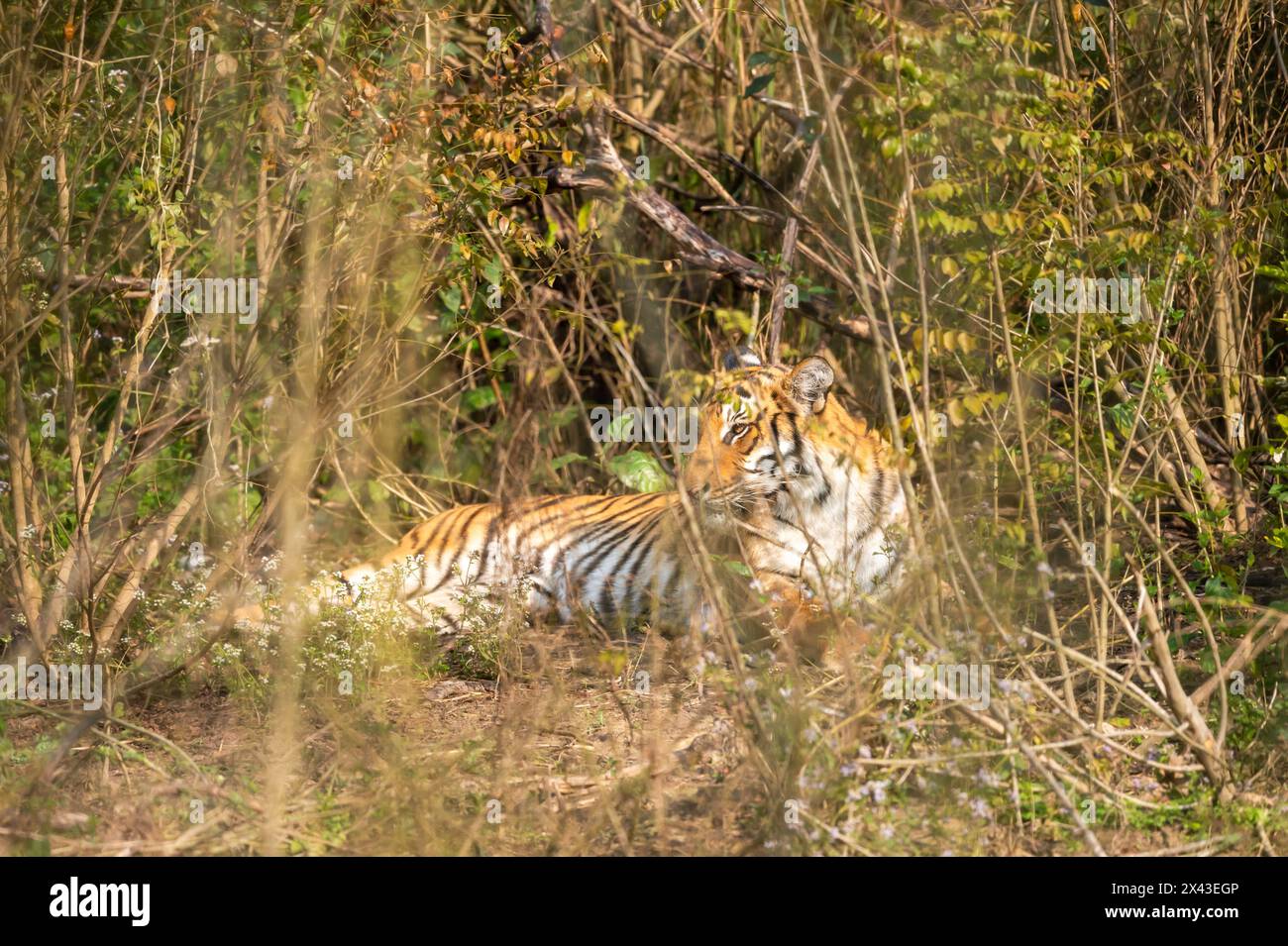 shy and elusive wild female bengal tiger panthera tigris camouflage in grass in winter season ...