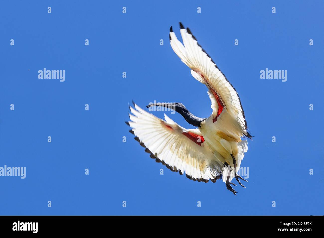 South Africa, Cape Town. Sacred ibis bird in flight Stock Photo - Alamy