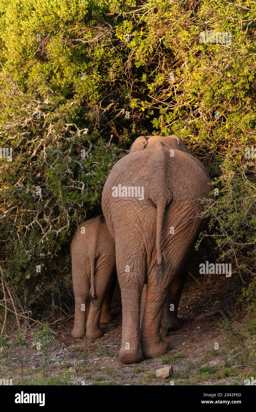 From behind bush hi-res stock photography and images - Alamy