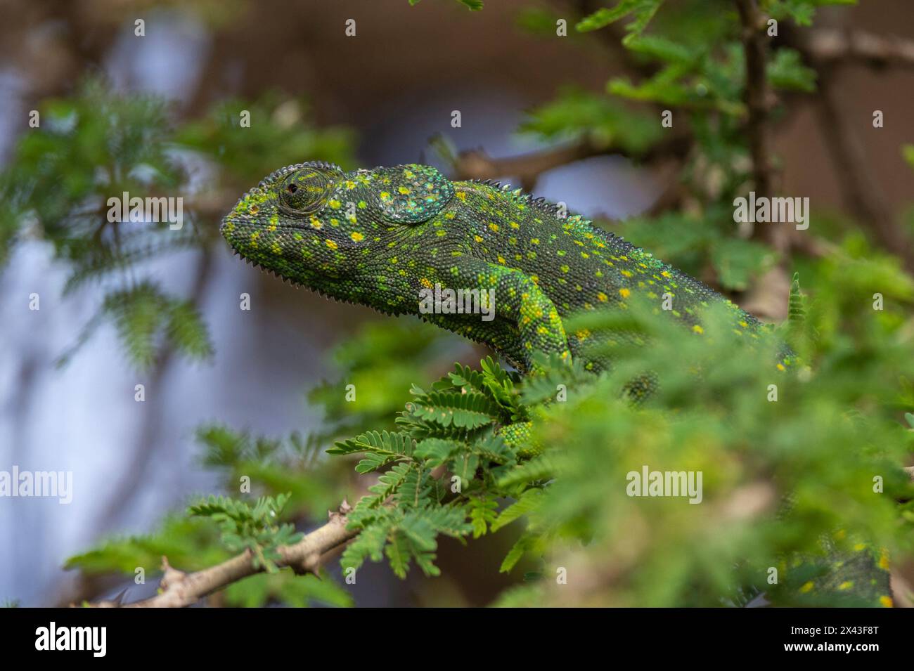 Flap necked chameleon in a tree hi-res stock photography and images - Alamy