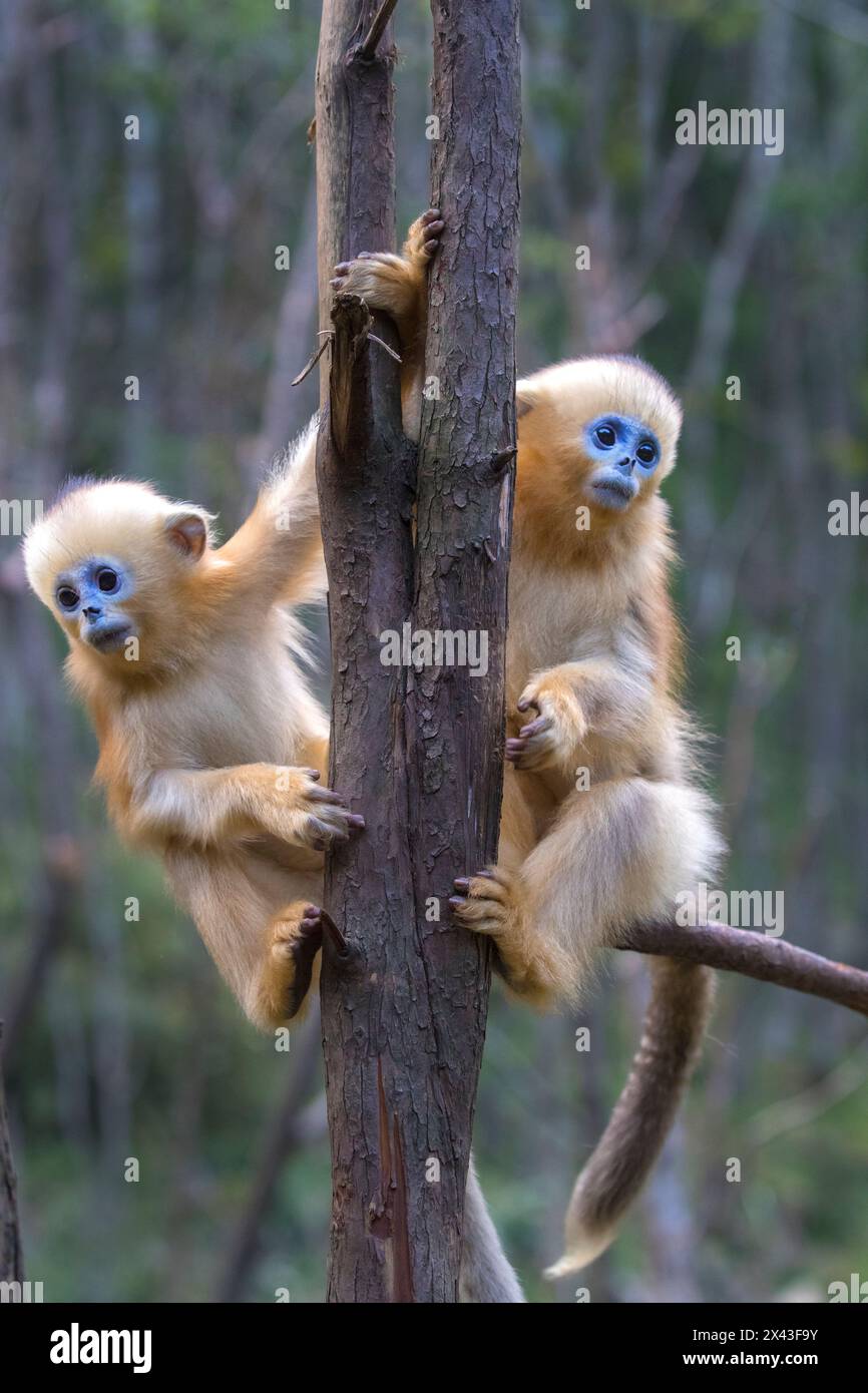 China. Wild snub-nosed monkey babies Stock Photo - Alamy