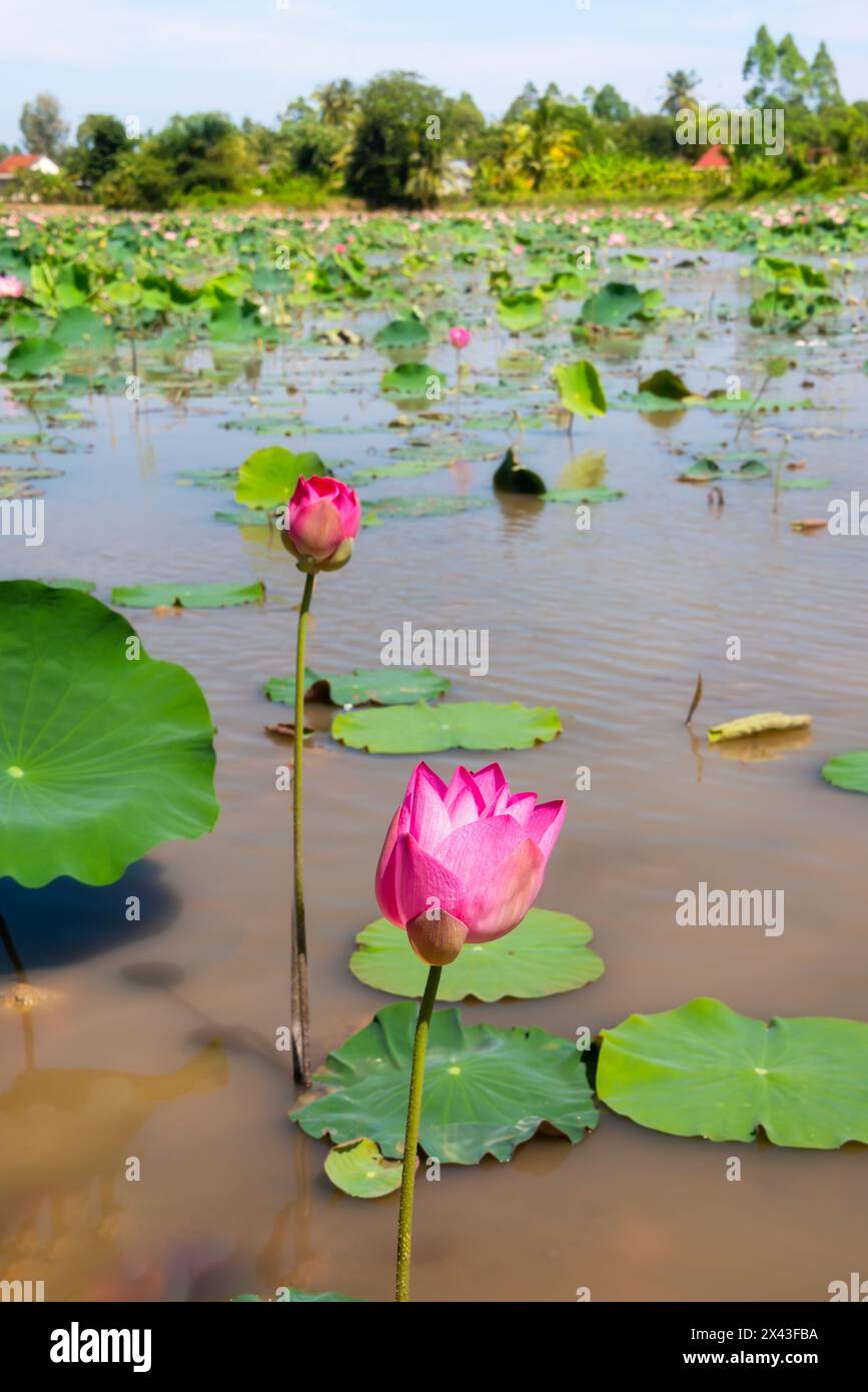Lotus flower field on water in Asia Stock Photo - Alamy