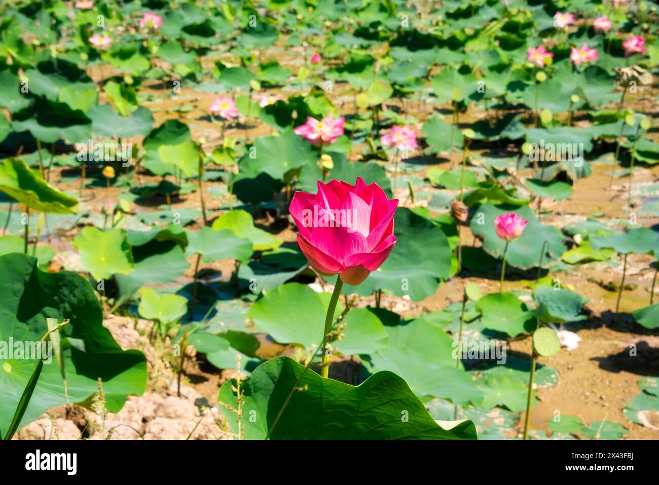 Lotus flower field on water in Asia Stock Photo - Alamy