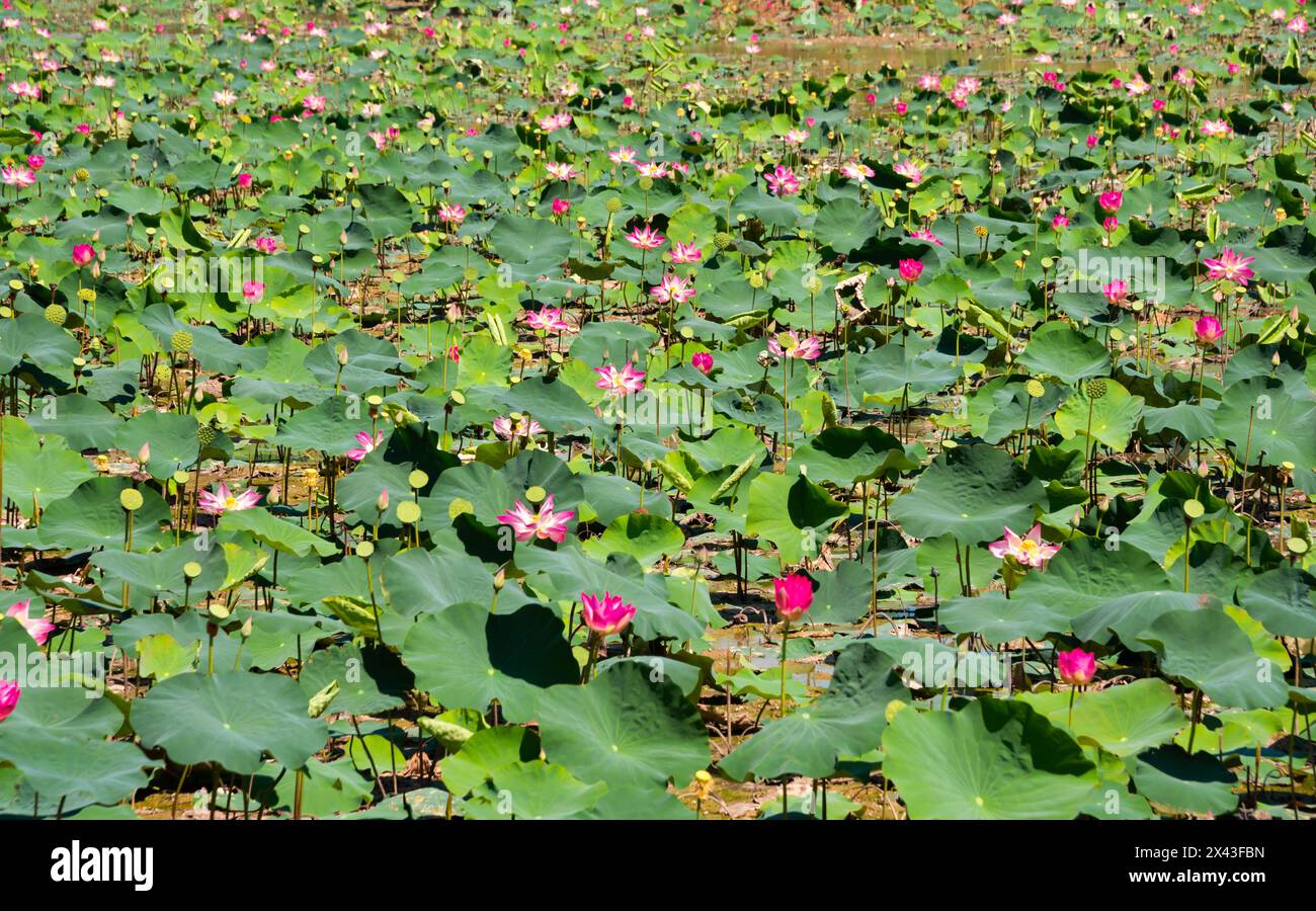 Lotus flower field on water in Asia Stock Photo - Alamy