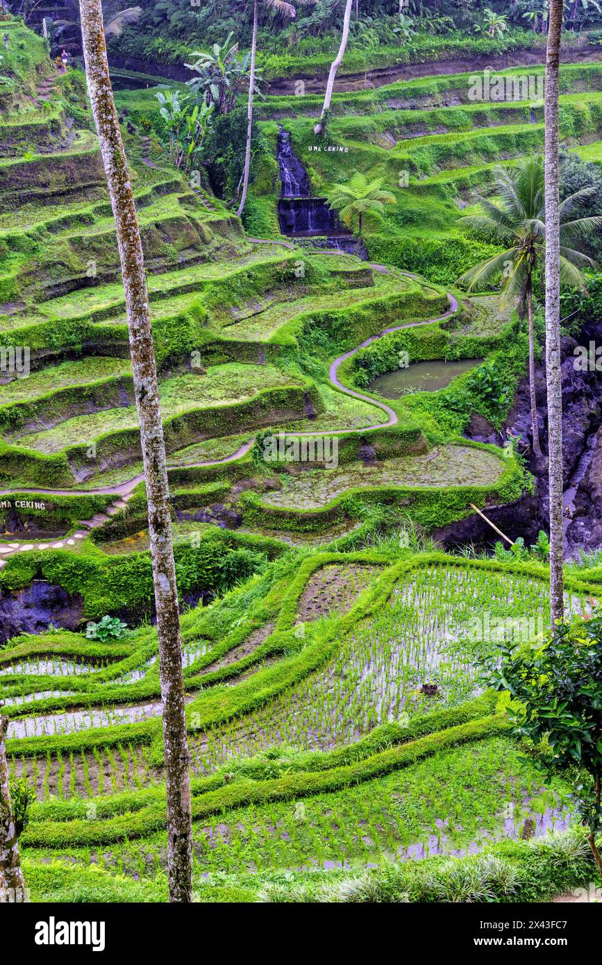 The magnificent Tegallalang Rice Terraces viewed from above in a forest ...