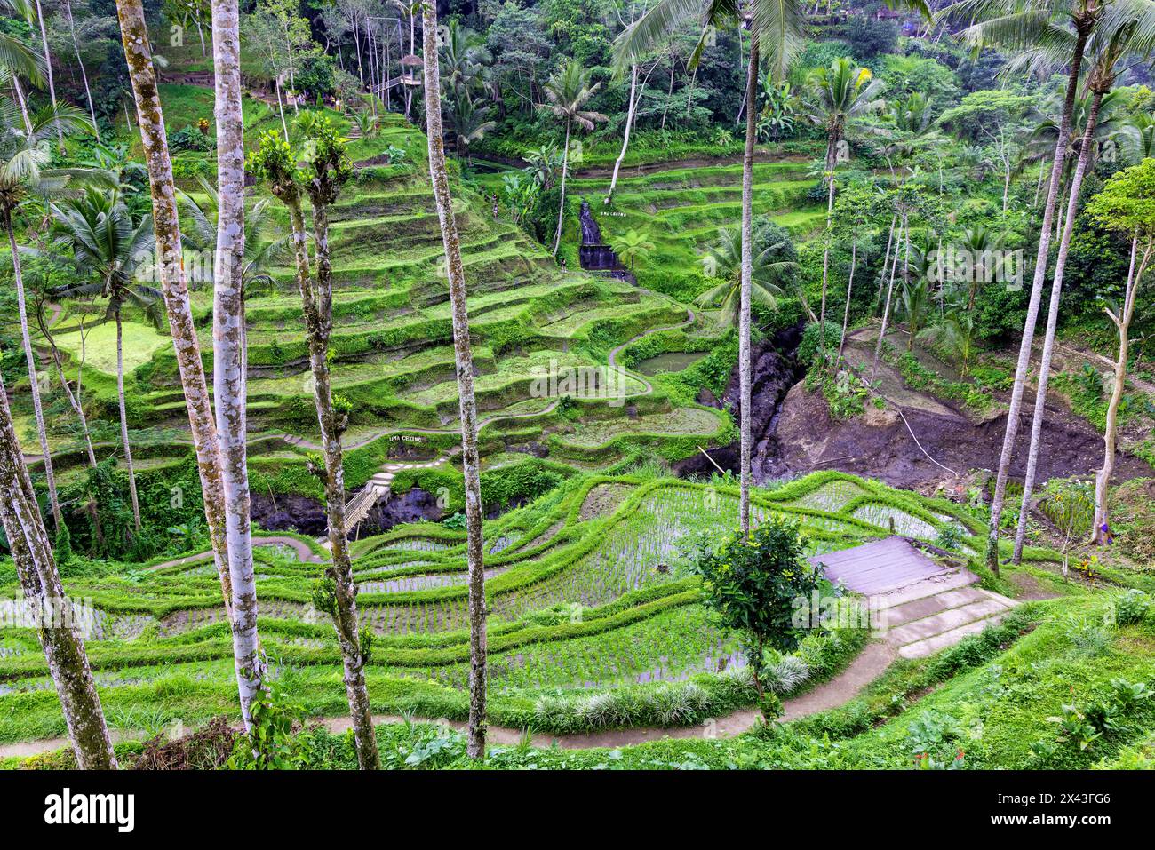 The center of the island of Bali is Ubud with the magical rice terraces ...
