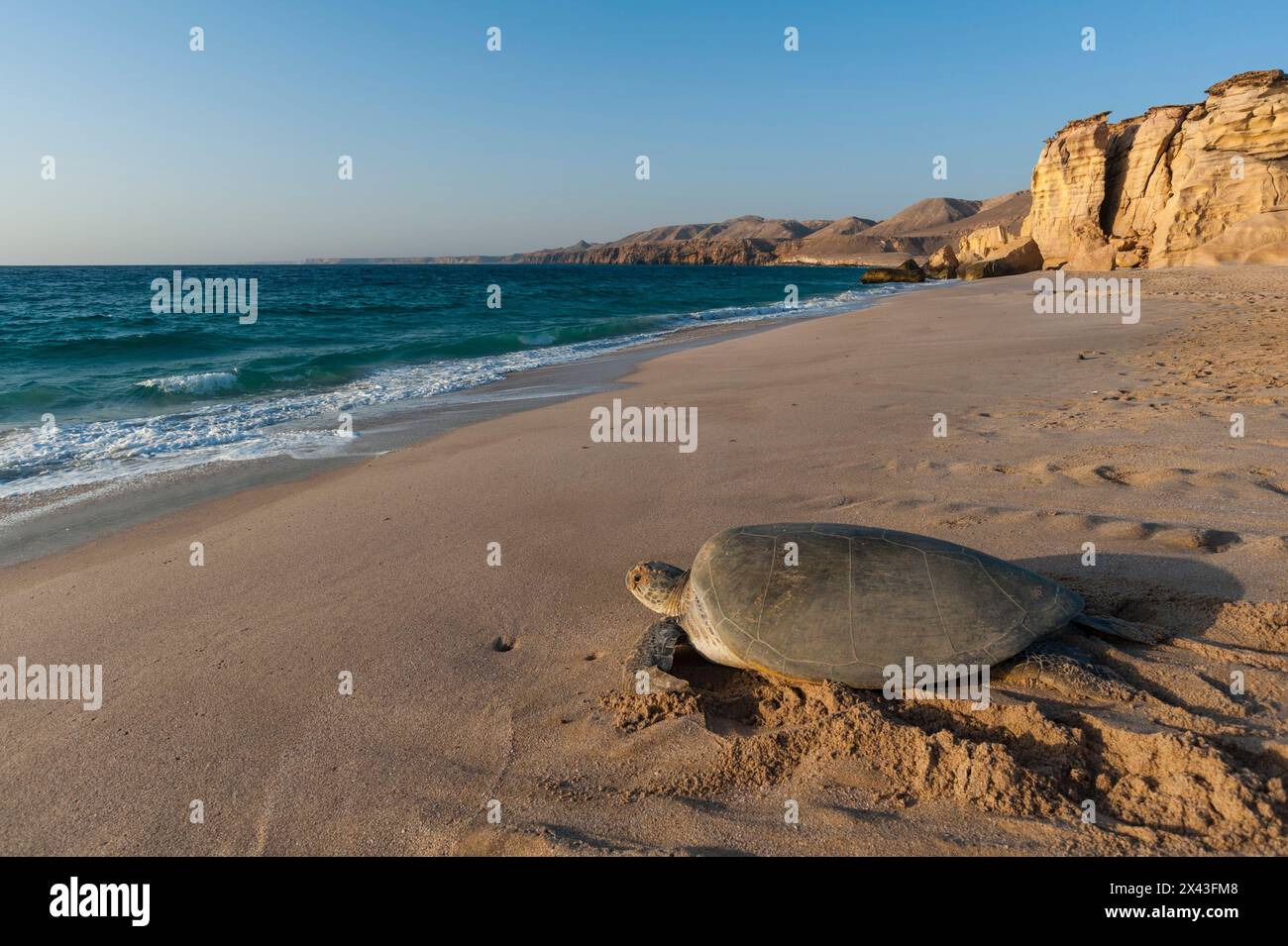 A green sea turtle, Chelonia mydas, returning to the sea after laying ...