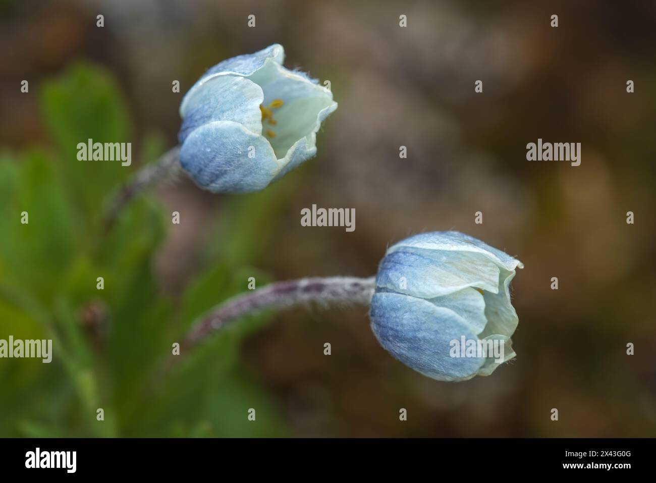 Canada, Alberta, Banff National Park. Drummonds flowers in Sunshine ...