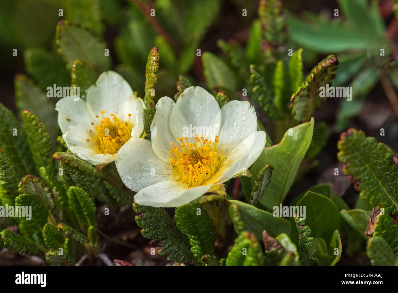 Canada, Alberta, Banff National Park. Mountain aven flowers in Sunshine ...