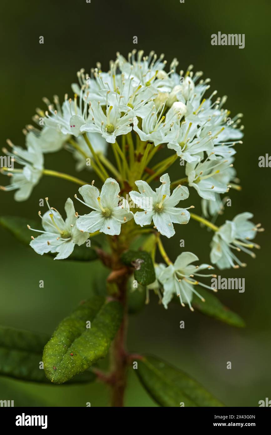 Labrador tea plant hi-res stock photography and images - Alamy