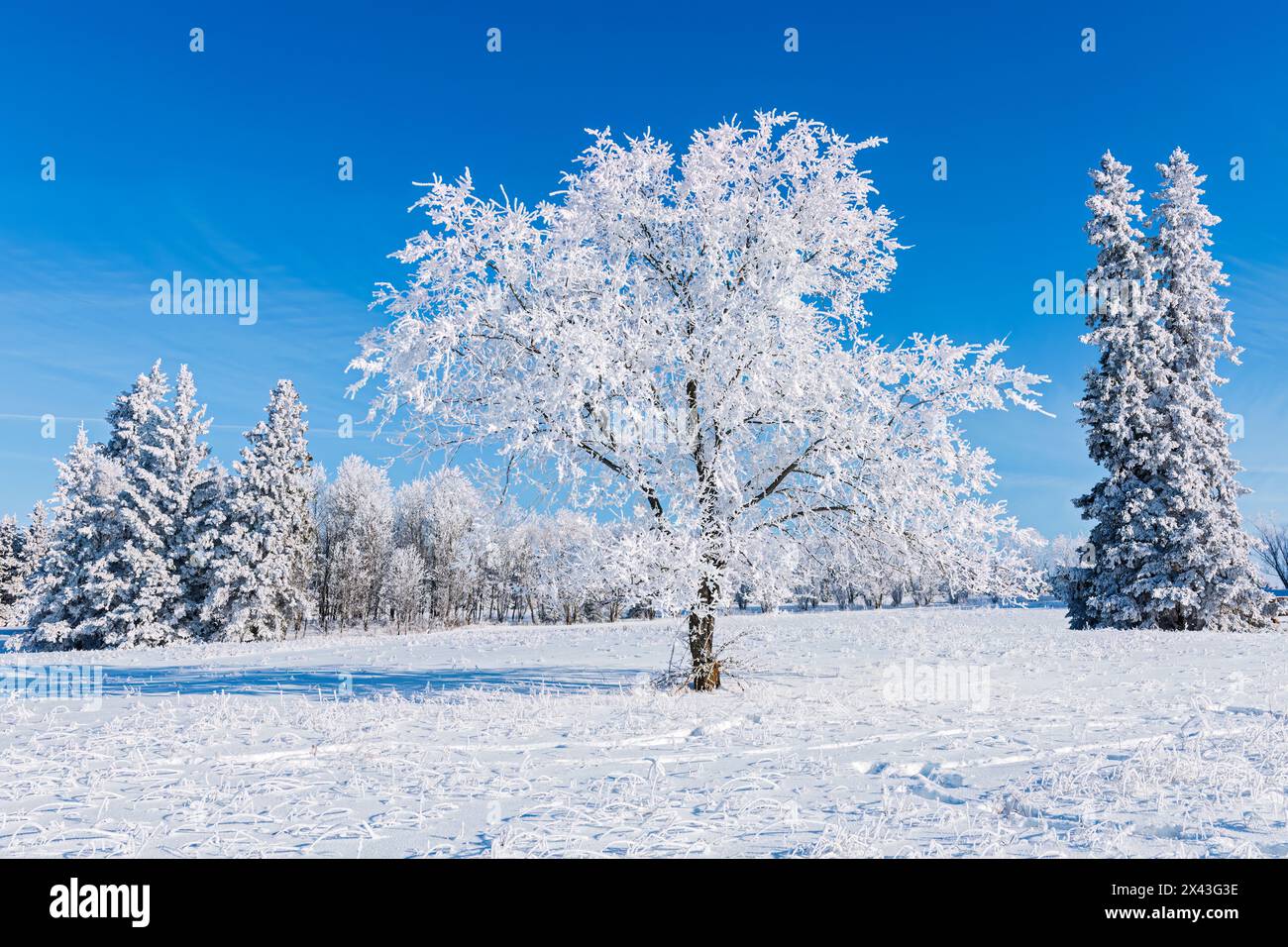 Canada, Manitoba, Birds Hill Provincial Park. Hoarfrost-covered trees ...